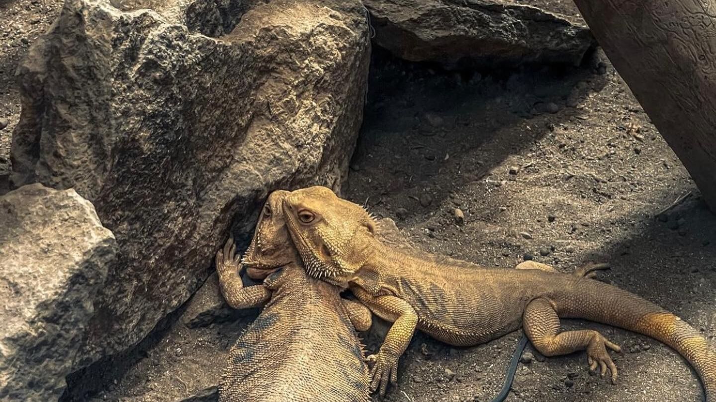 Exciting wildlife in the city center | Azerbaijan Travel