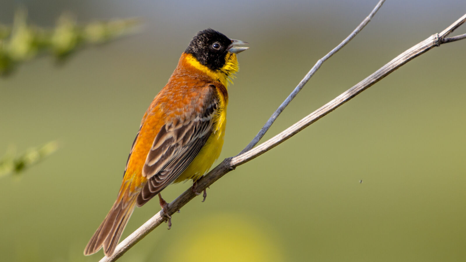 Birdwatching in Altiaghaj National Park | Azerbaijan.Travel
