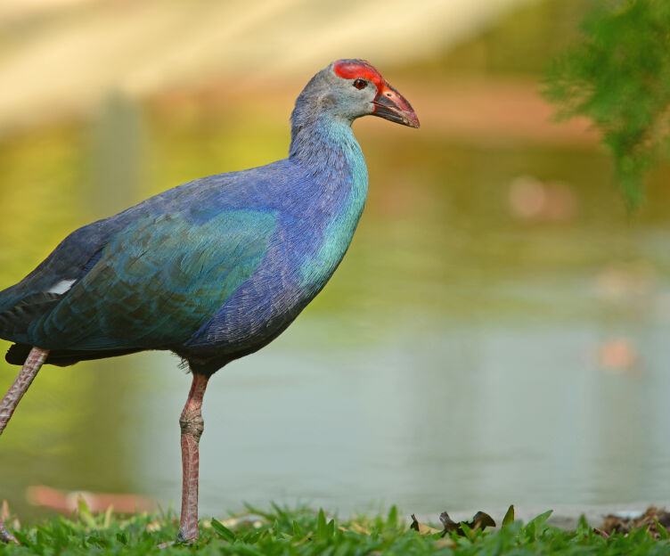 Birdwatching in Aggol National Park | Azerbaijan.Travel