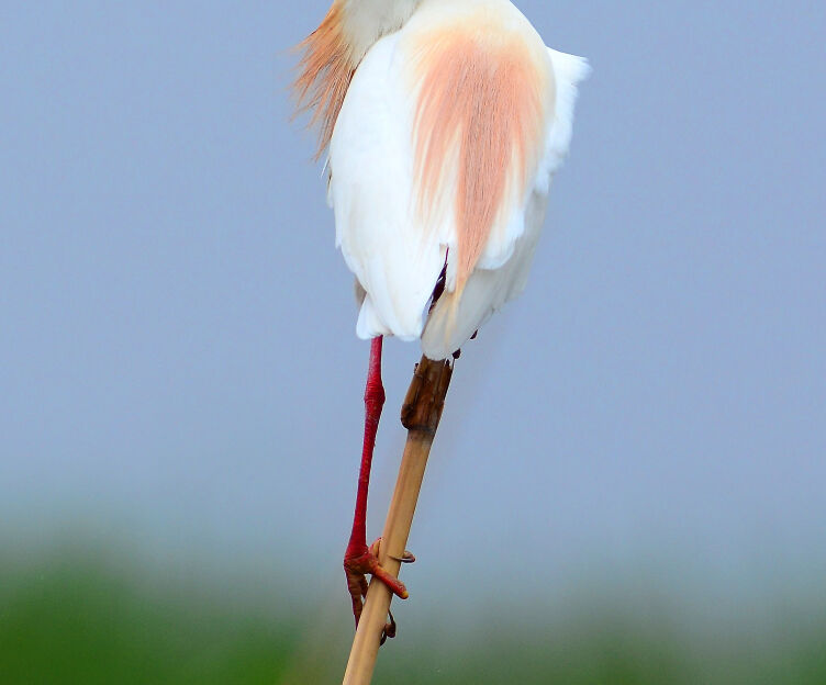 Birdwatching in Aggol National Park | Azerbaijan.Travel