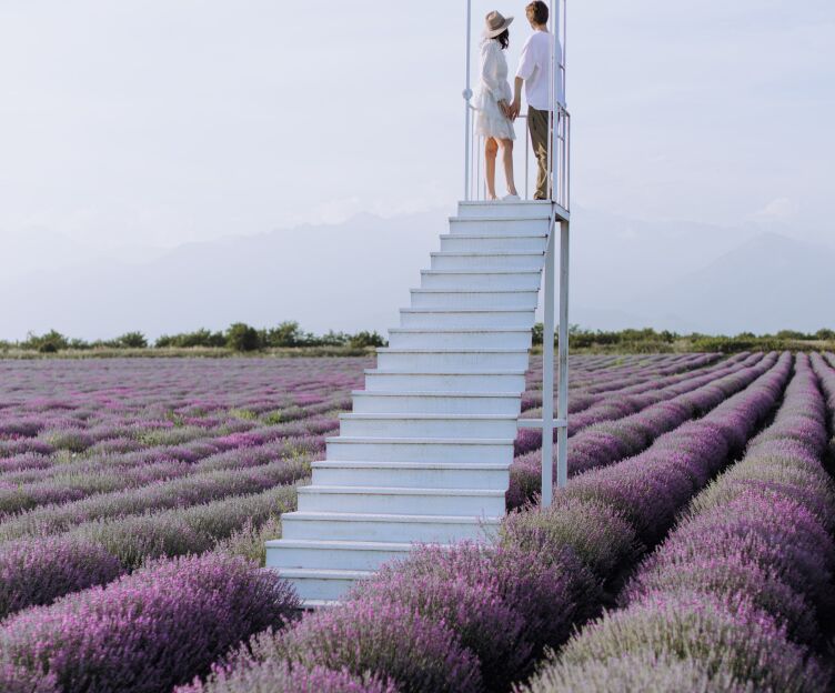 Visit the lavender fields of Gabala | Azerbaijan Travel
