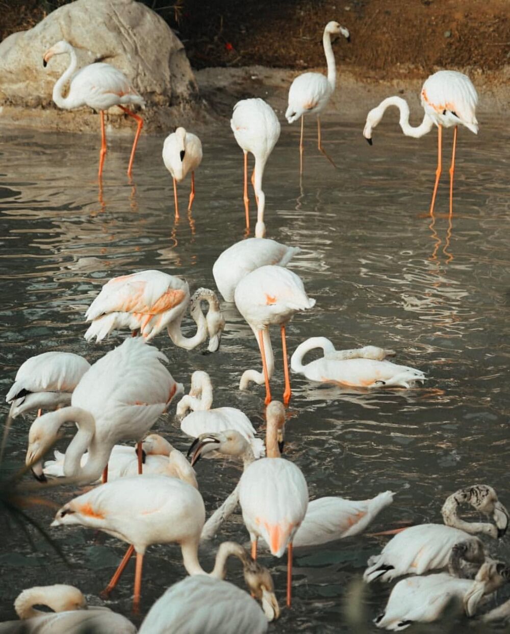 Azerbaijan’s birdwatching potential reflected by ‘birdingplaces.eu’