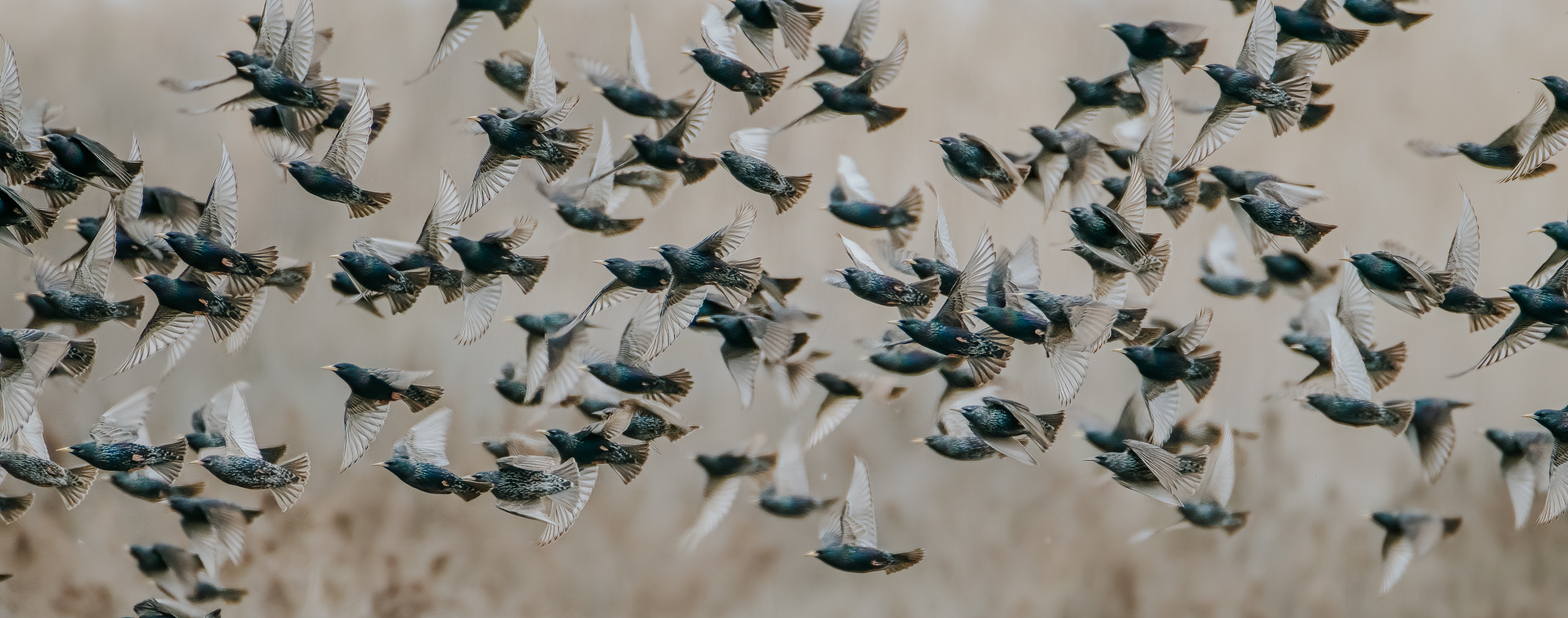 Birdwatching in Azerbaijan