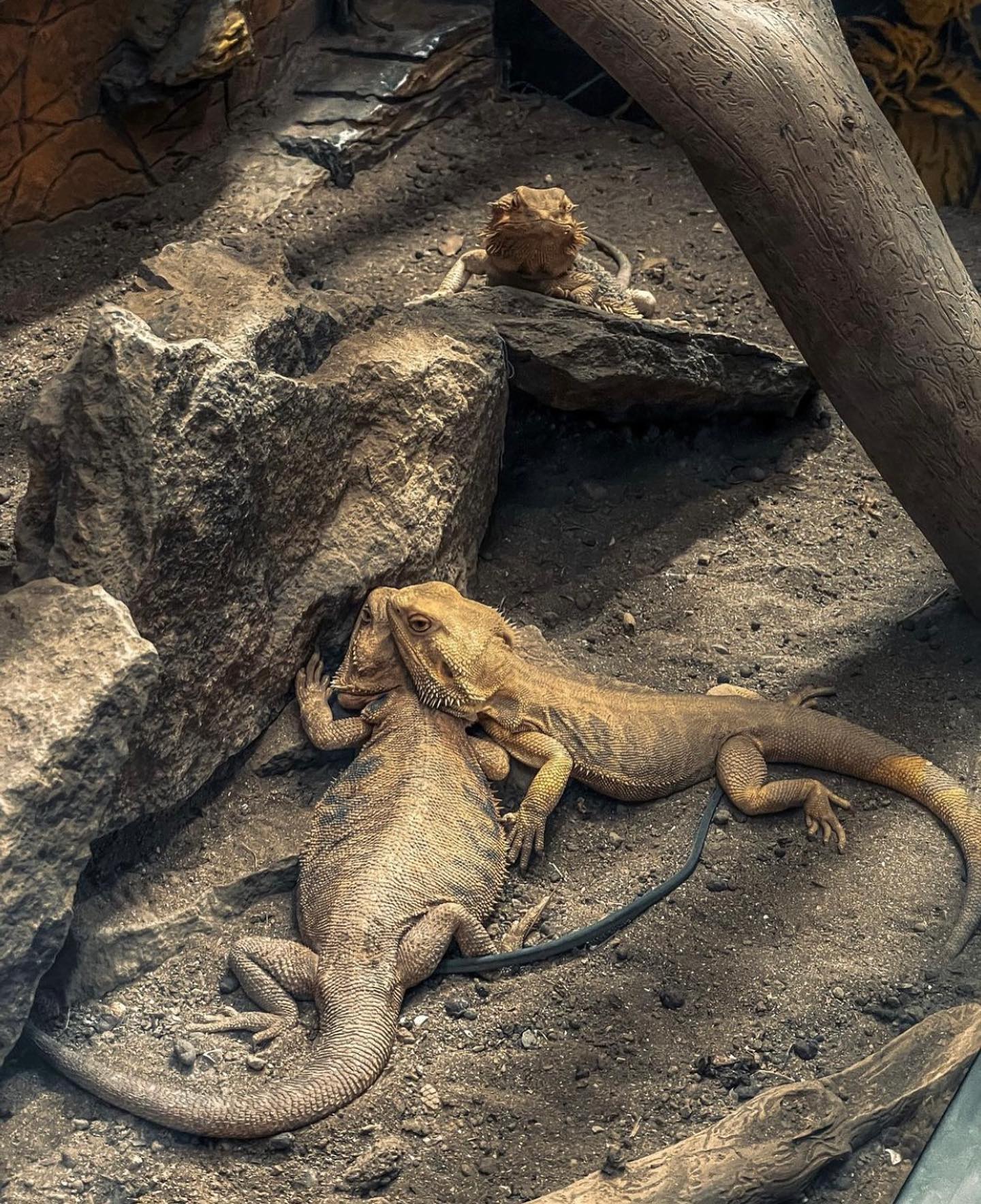 Exciting wildlife in the city center | Azerbaijan Travel
