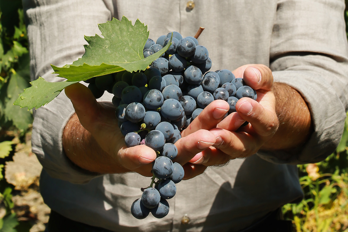 Wine History of Azerbaijan
